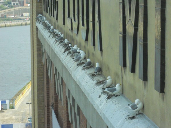 Kittiwake Compensation « The Anonymous Widower