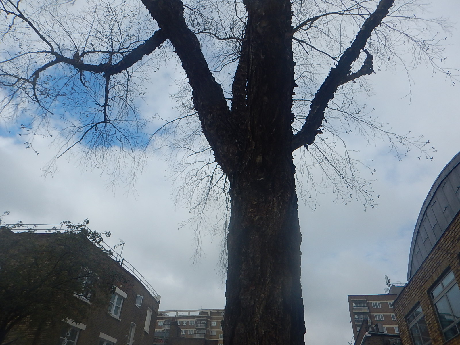 It Looks Like The Gas Leak Has Killed The Tree Outside My House « The ...